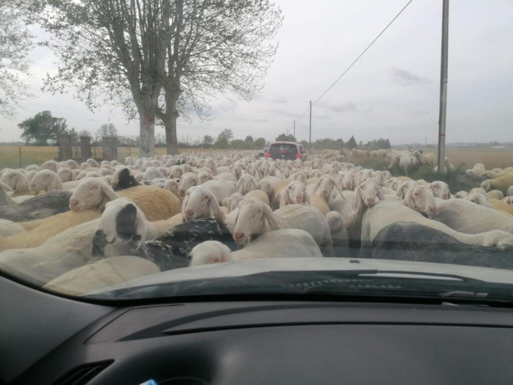 Alessandria, la strada invasa dalle pecore - CasaleNotizie